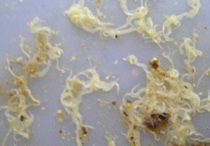 grindal-worms | Aquarimax Pets