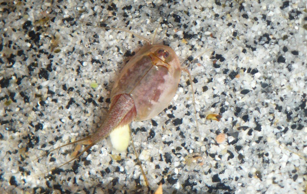 Triops Resources Page | Aquarimax Pets