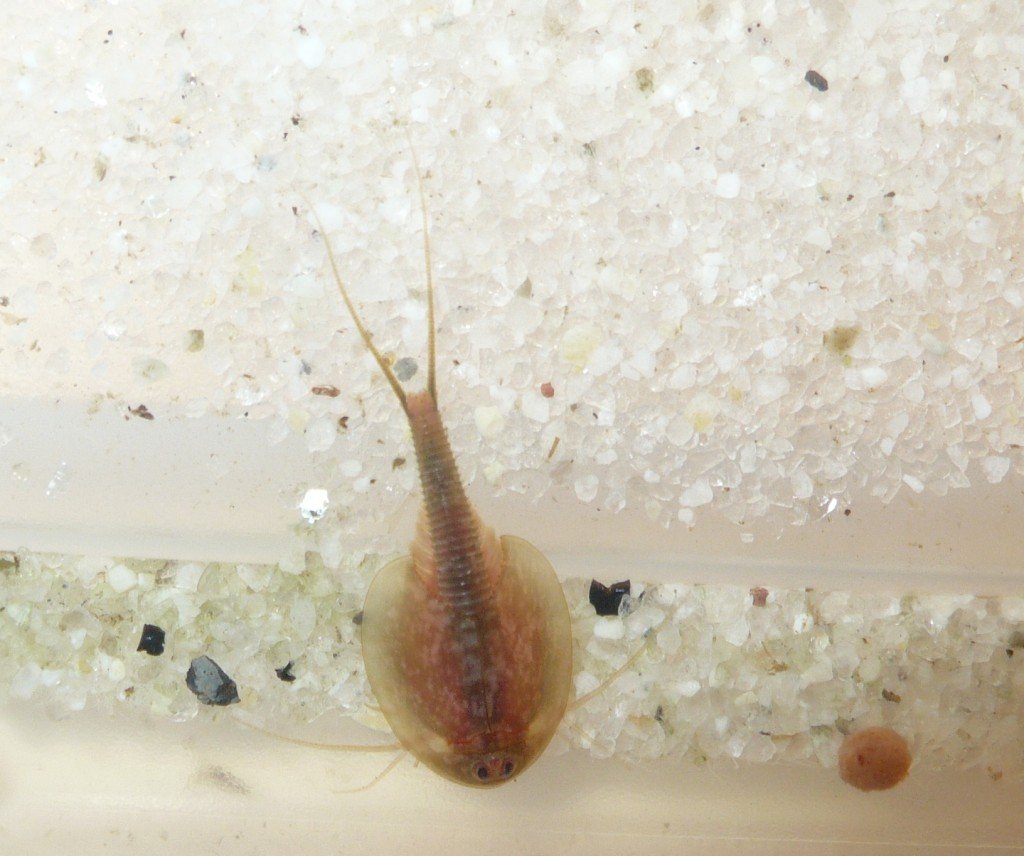 Triops Resources Page | Aquarimax Pets