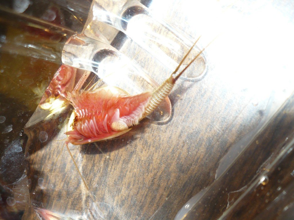 Triops Resources Page | Aquarimax Pets