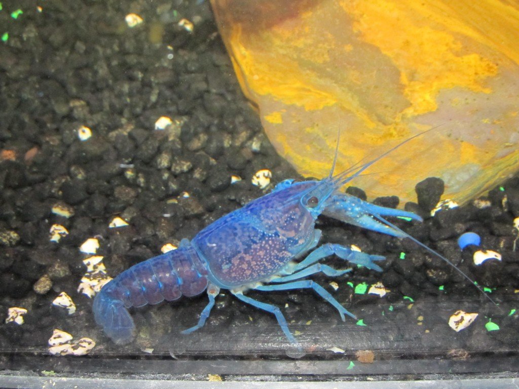 Procambarus alleni | Aquarimax Pets