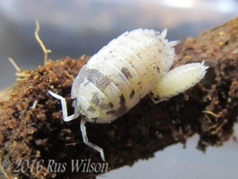 Isopod species I keep | Aquarimax Pets