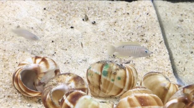 How to culture Scuds/Amphipods/Gammarus | Aquarimax Pets