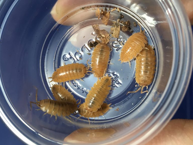 Isopod species I keep | Aquarimax Pets