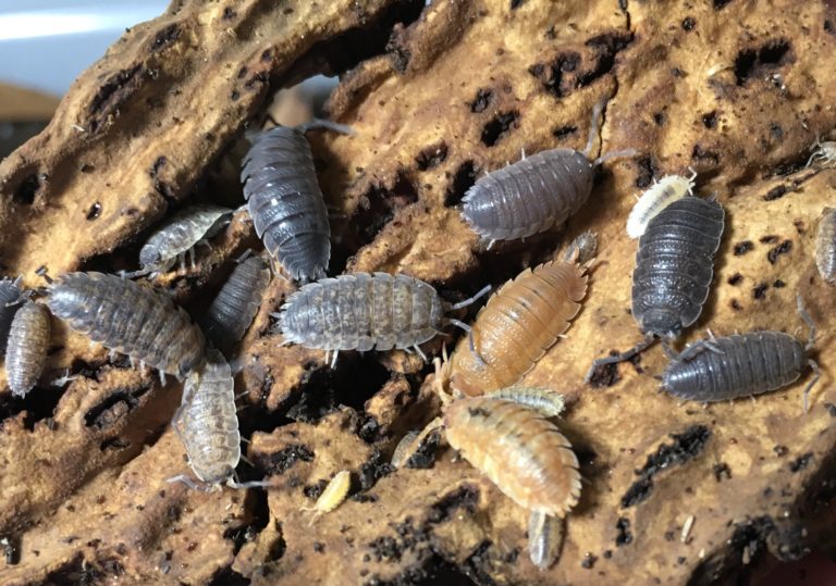 Isopod species I keep | Aquarimax Pets