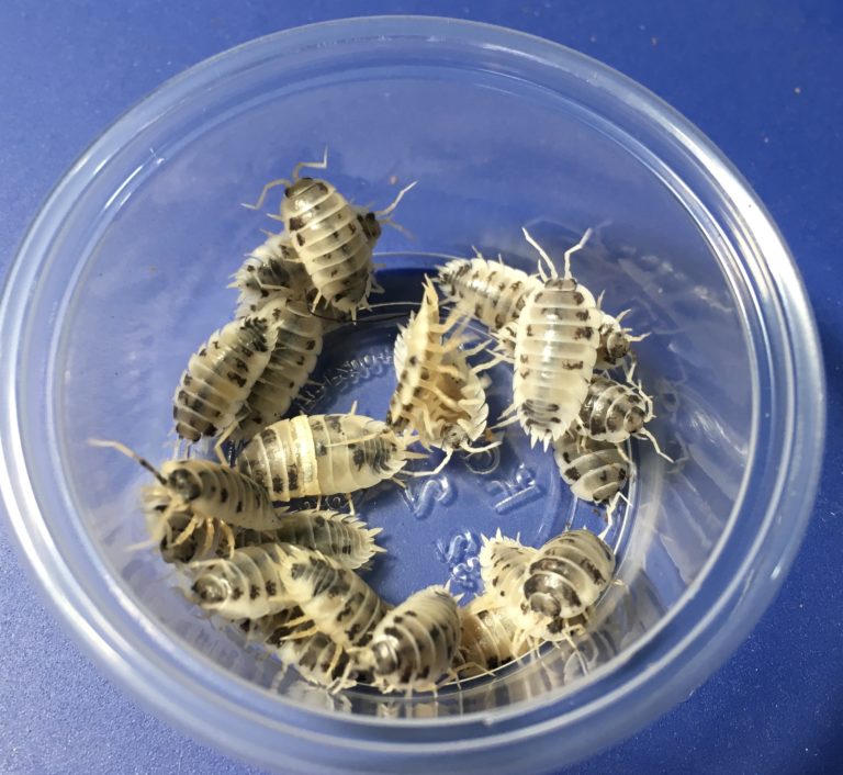 Isopod species I keep | Aquarimax Pets