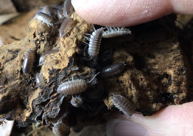 Isopod species I keep | Aquarimax Pets