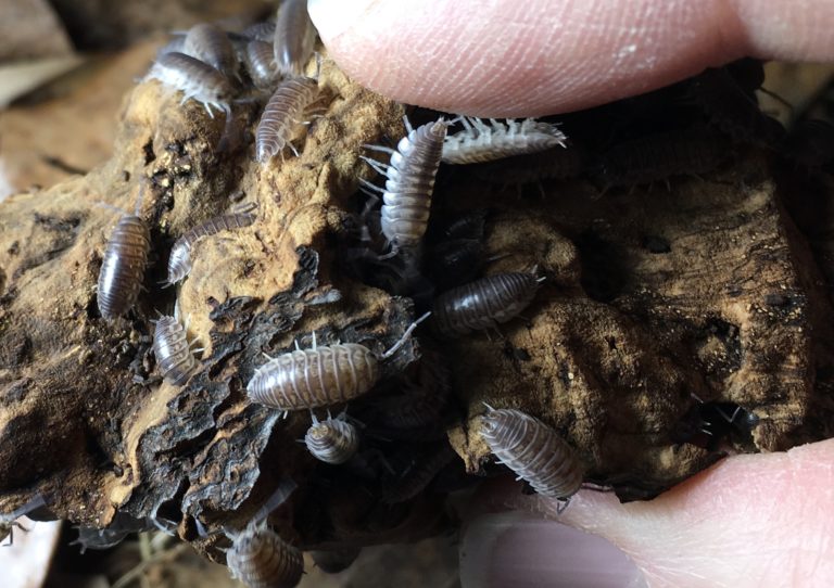 Isopod species I keep | Aquarimax Pets
