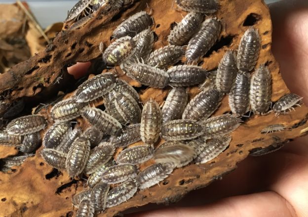 Isopod species I keep | Aquarimax Pets