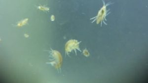 How to culture Scuds/Amphipods/Gammarus | Aquarimax Pets