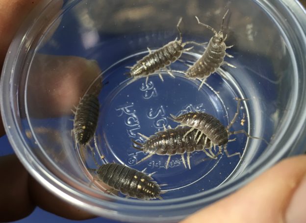 Isopod species I keep | Aquarimax Pets