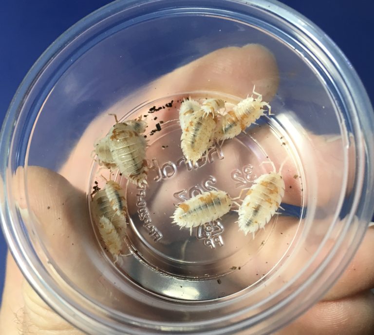 Isopod species I keep | Aquarimax Pets