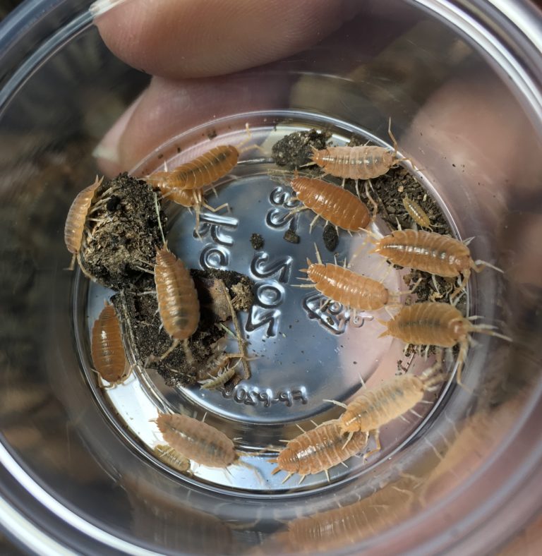 Isopod species I keep | Aquarimax Pets