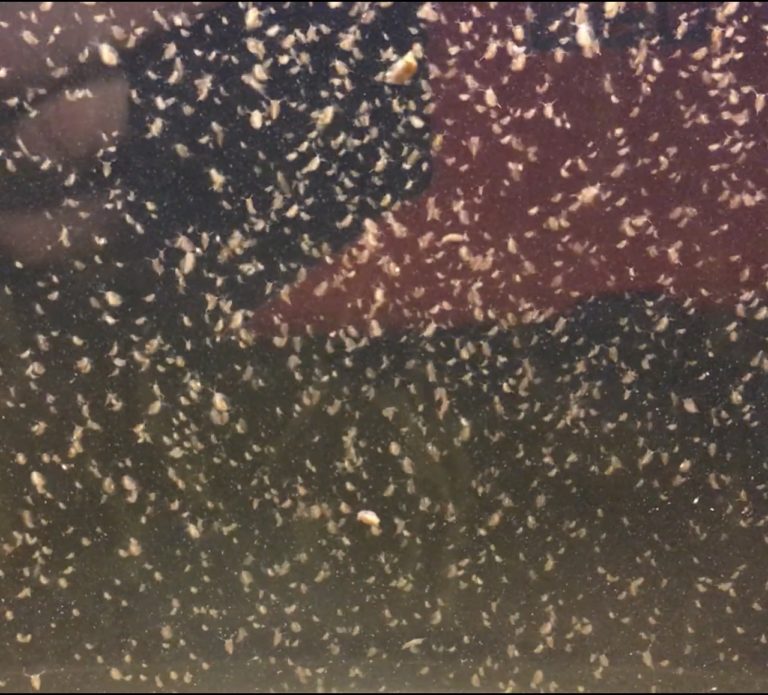 How to Culture Daphnia | Aquarimax Pets