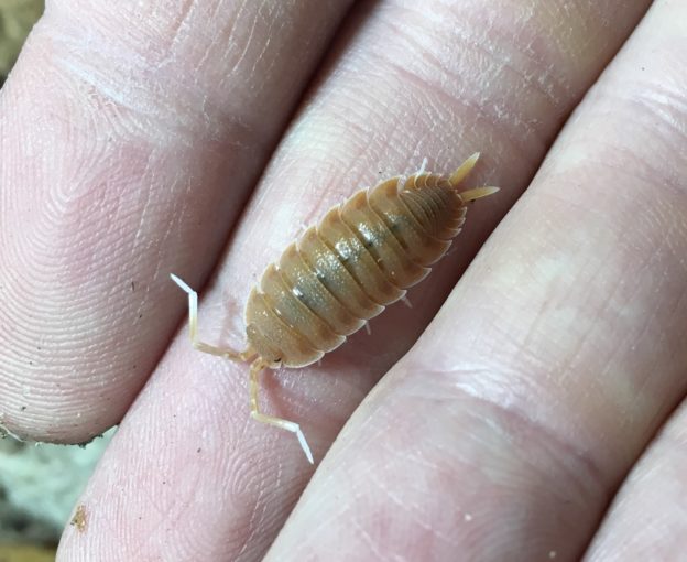 Isopod species I keep | Aquarimax Pets