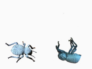 Care Sheet: How to keep Blue Death-Feigning Beetles (Asbolus verrucosus ...