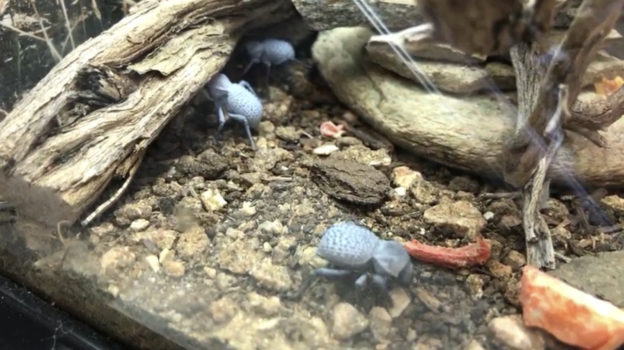 Care Sheet: How to keep Blue Death-Feigning Beetles (Asbolus verrucosus ...