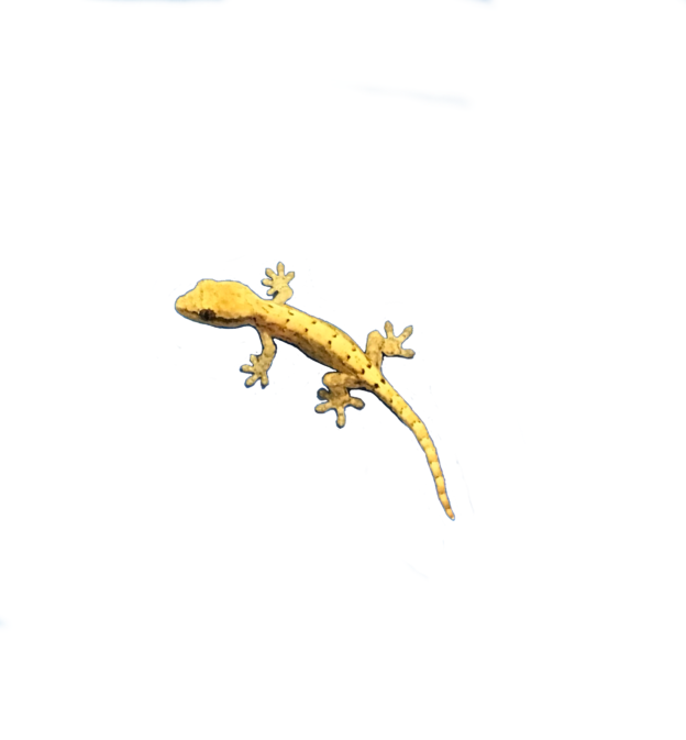 Mourning Geckos | Aquarimax Pets