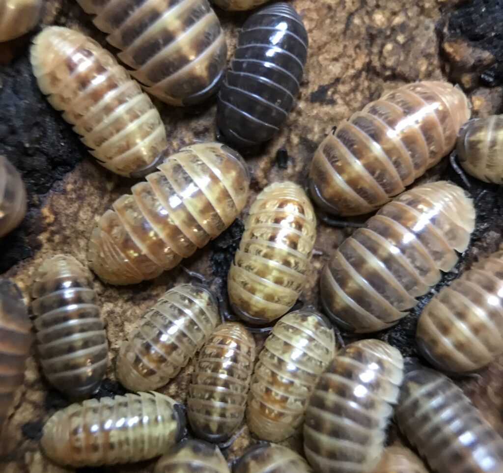 Isopods Shop | Aquarimax Pets