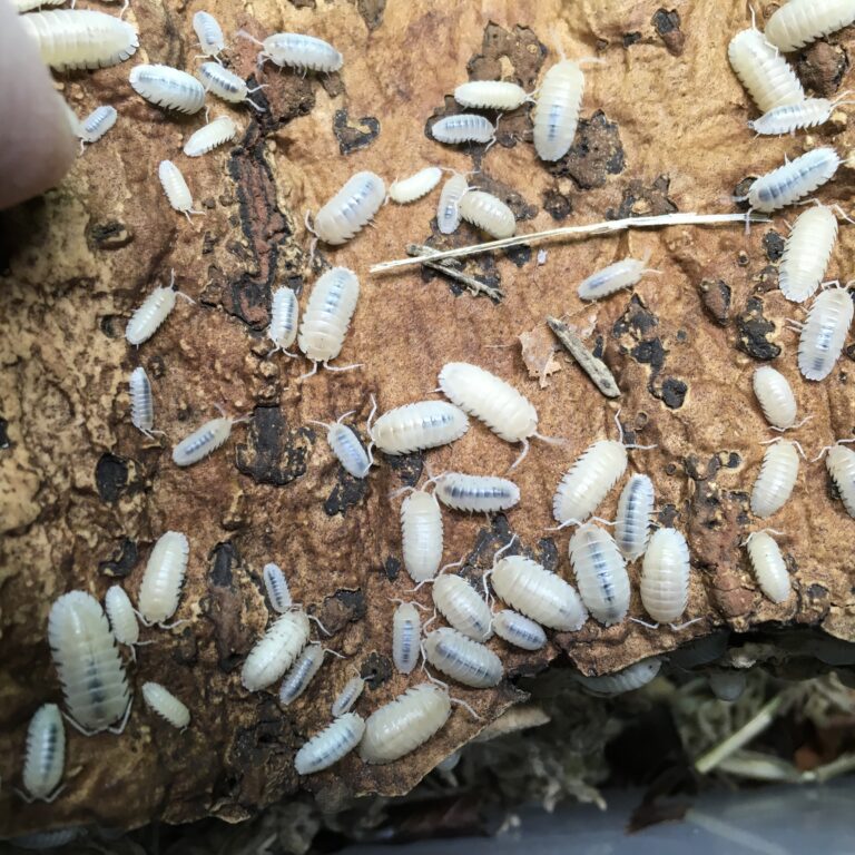 Isopods Shop | Aquarimax Pets